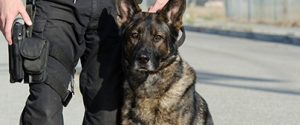 Close Protection Officers & Bodyguards | Black Diamond Security